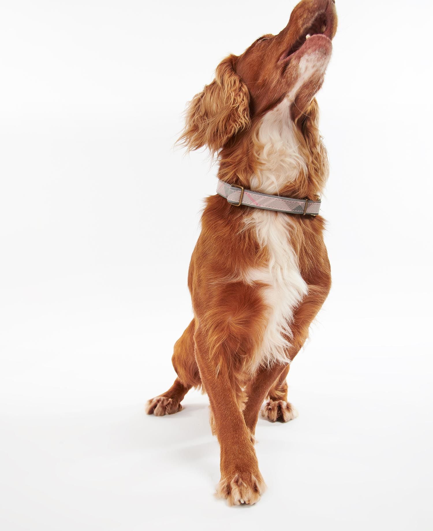 Barbour reflective dog collar store